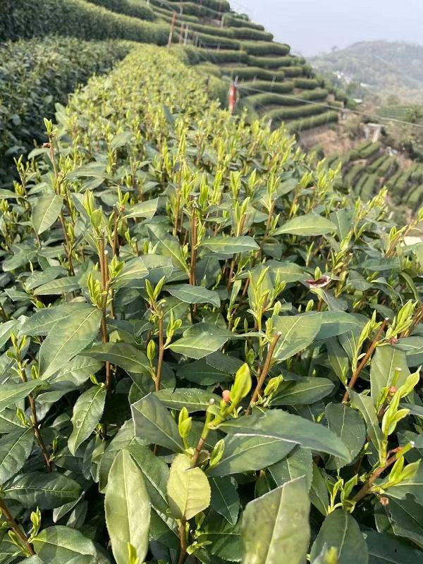 Long Jing Shifeng 2025 uit de specialty box – Thee van Sander